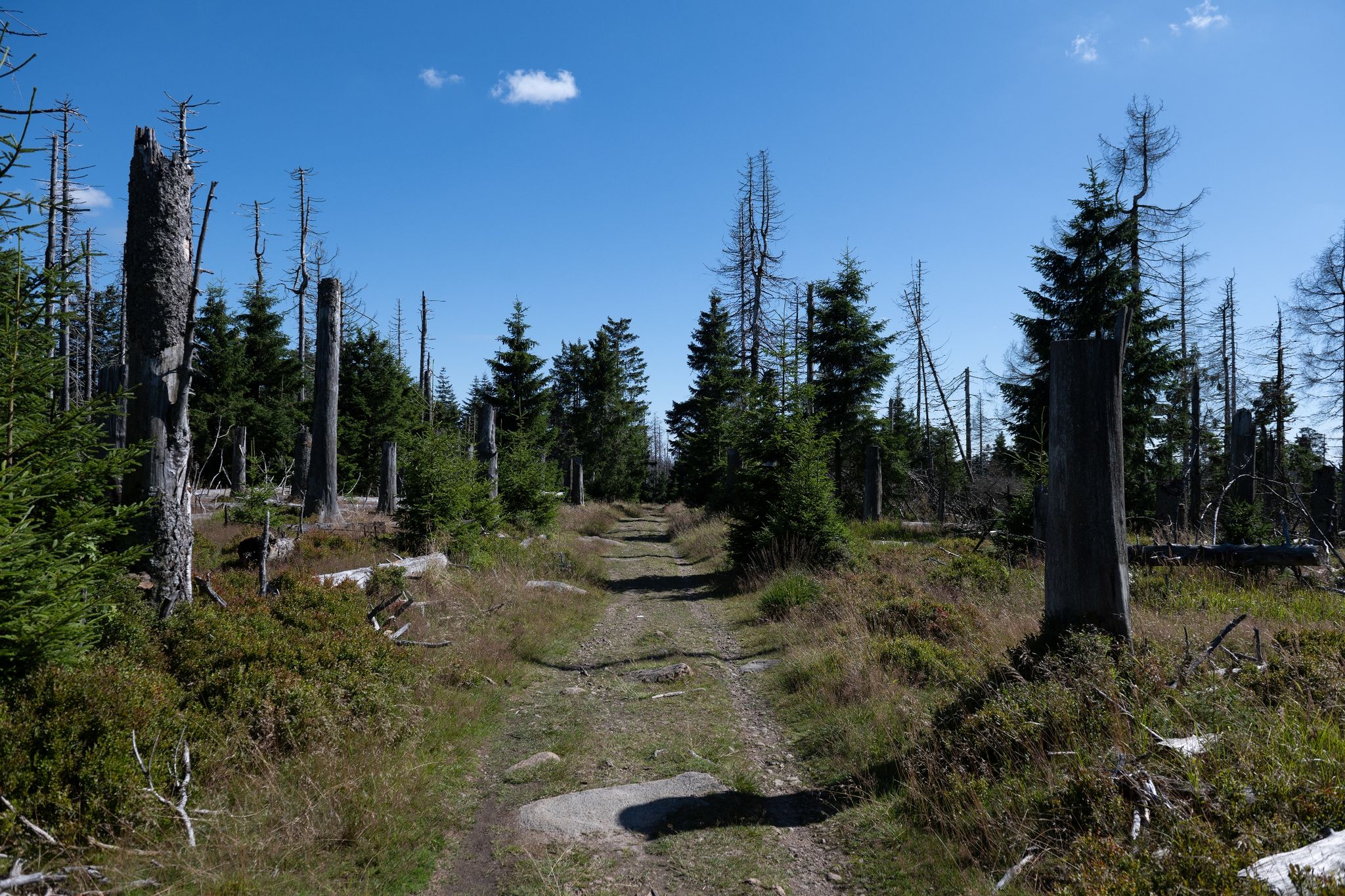 Nationalpark Harz vor Waldbrandsaison
