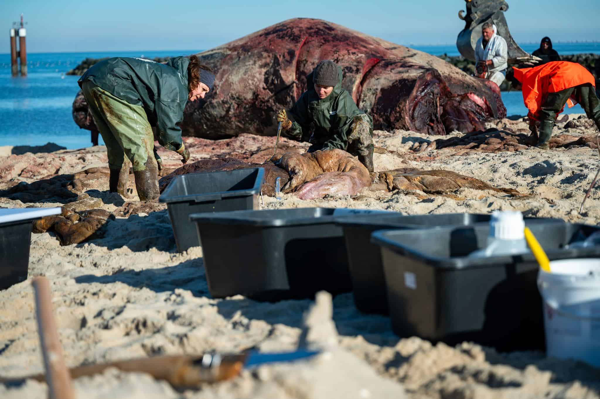 Sylt-Wal ist jetzt auf dem Festland