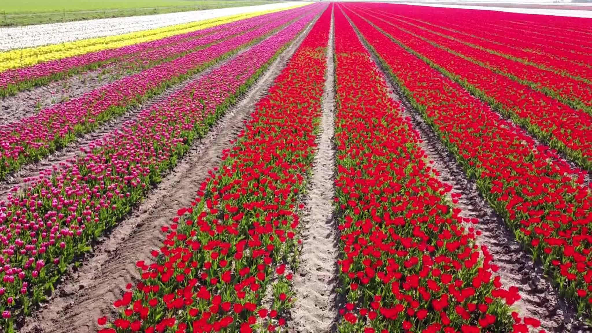 Farbenmeer im Norden: Millionen Tulpen locken Tausende Gäste