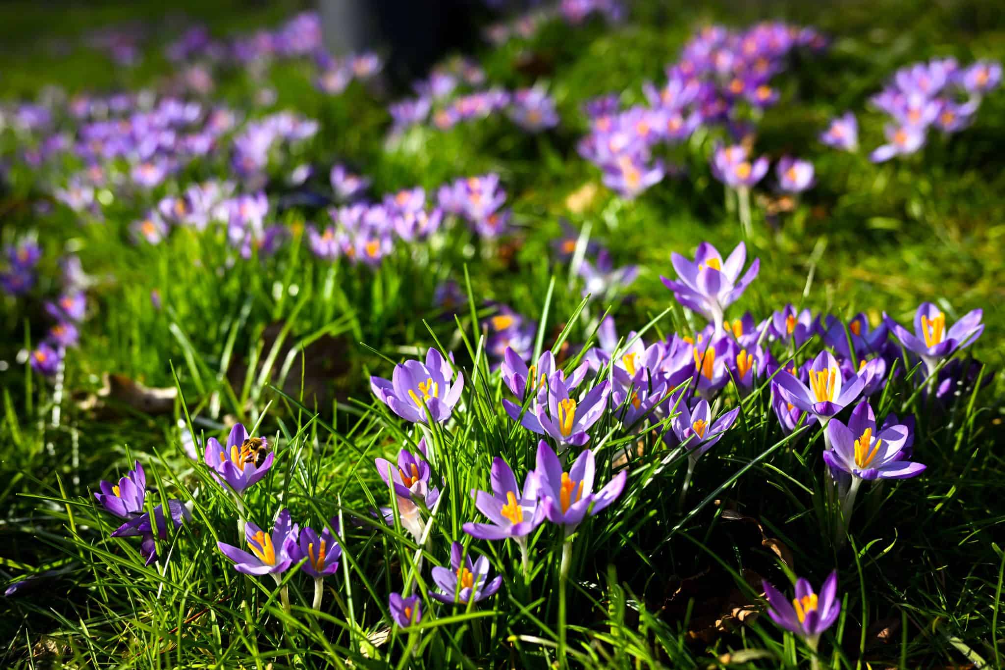 Milder Sonnabend in Niedersachsen und Bremen vorhergesagt