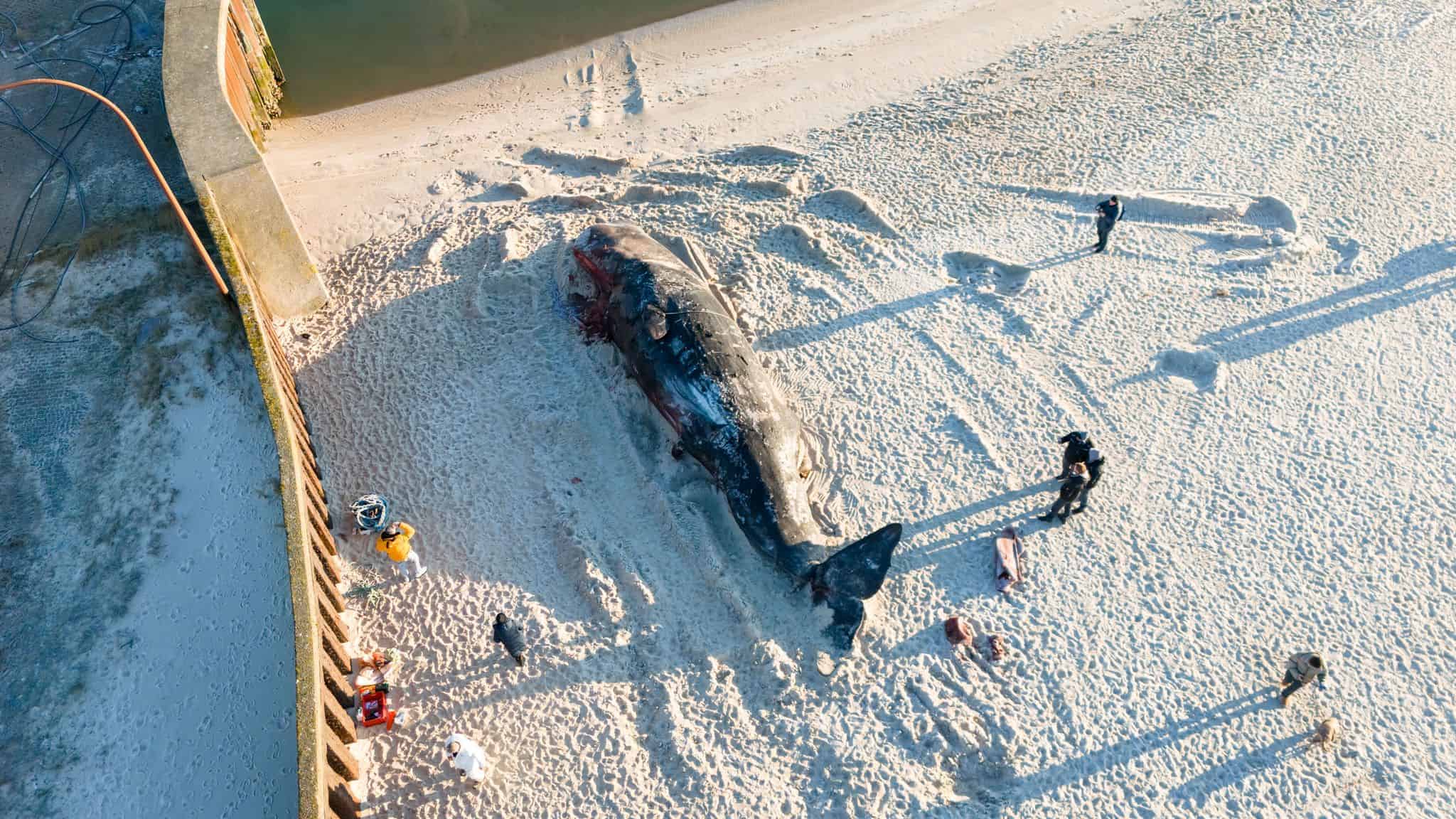 Mehr Wale in Ost- und Nordsee