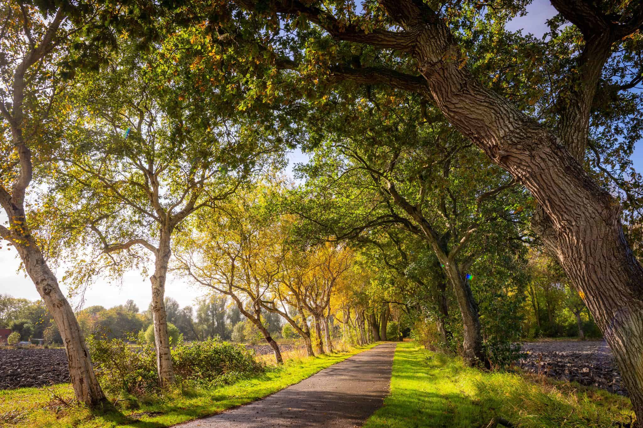 Deutsche «Allee des Jahres» liegt in Ostfriesland
