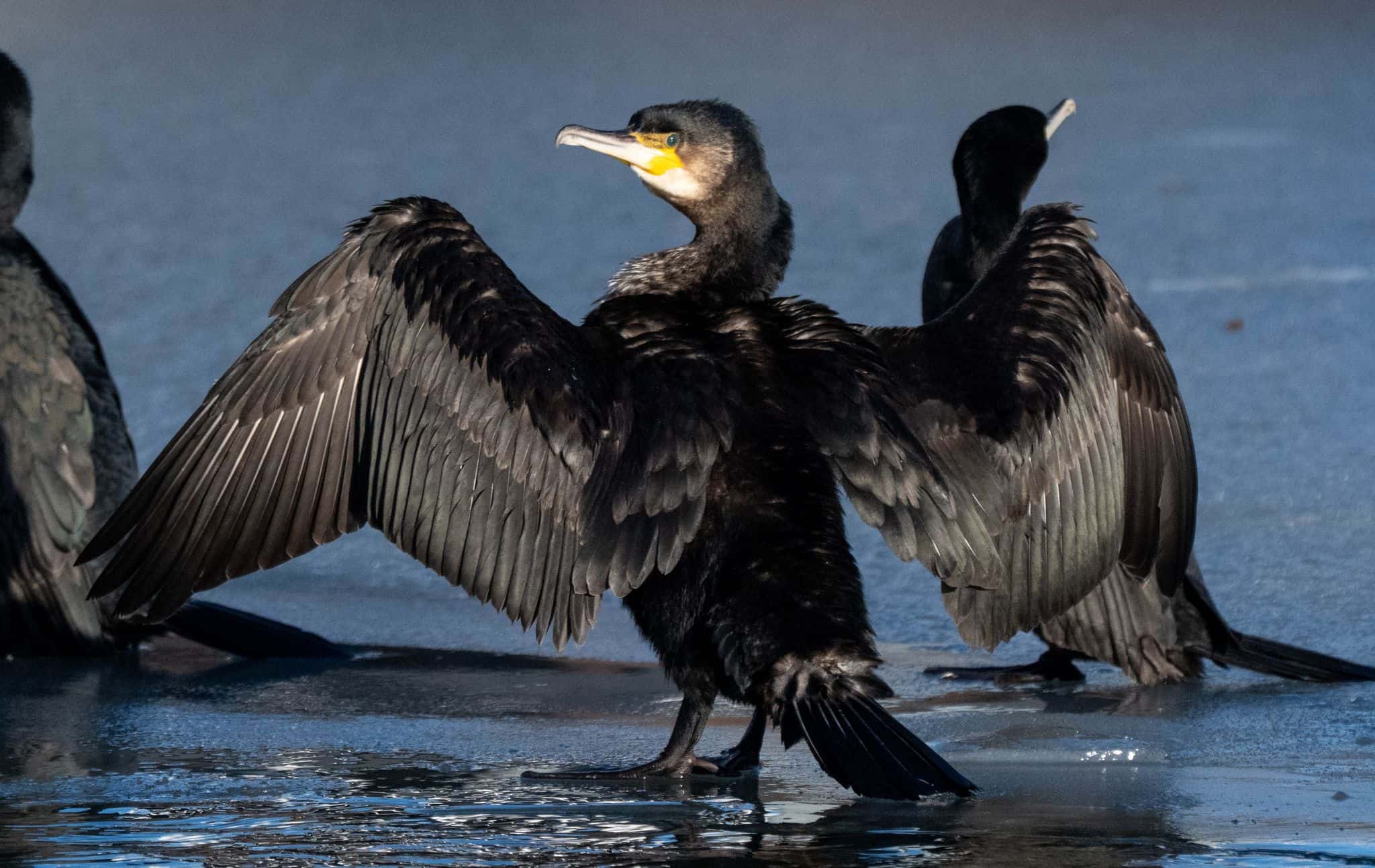 Beamte retten Kormoran - aber leicht macht er's ihnen nicht