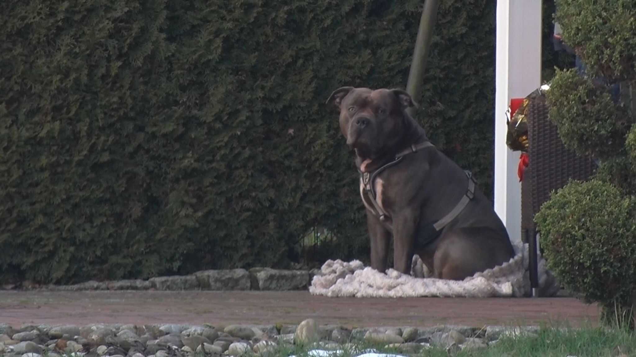 Obduktion: Mann von eigener Bulldogge getötet