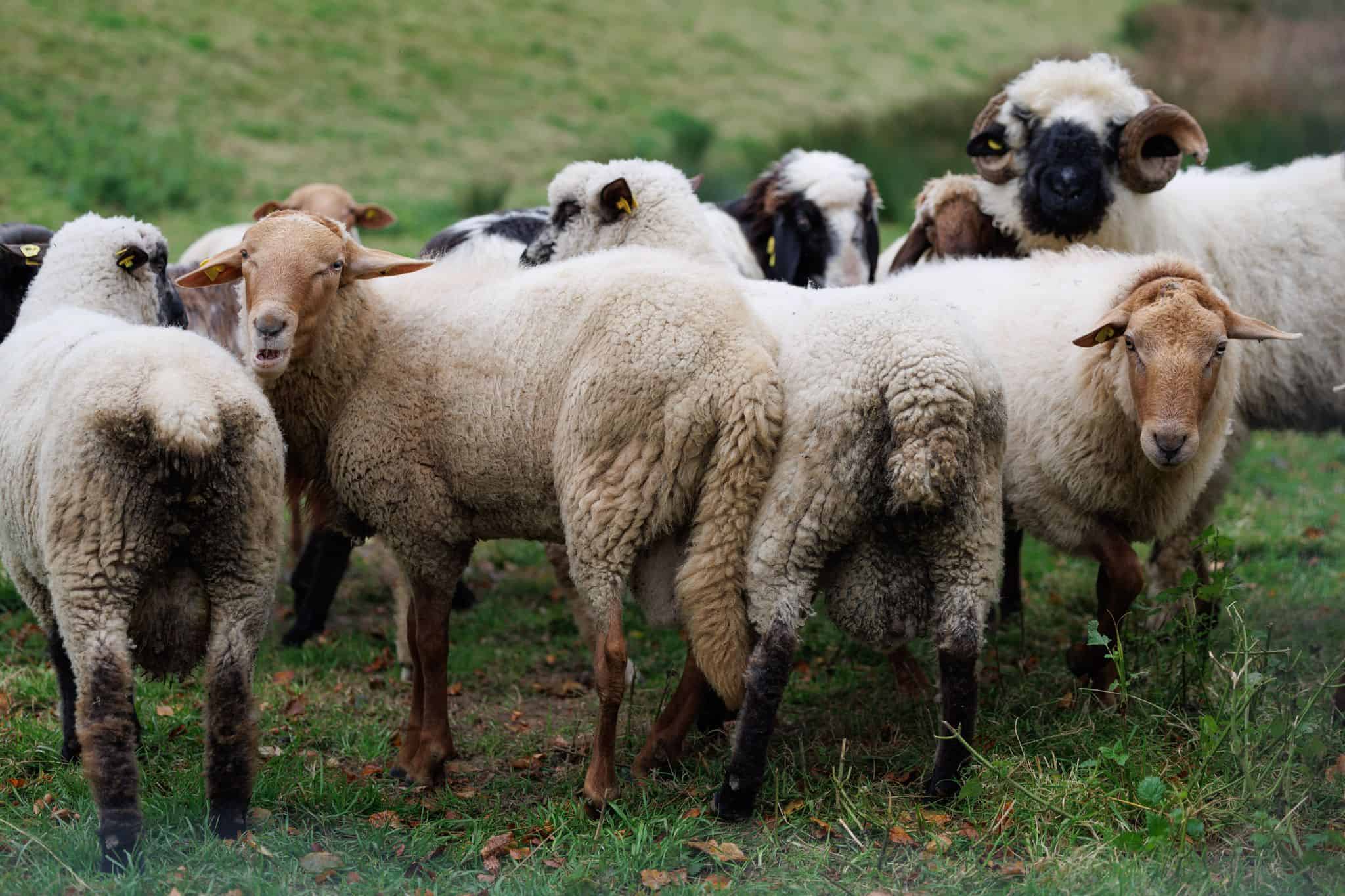 Blauzungenkrankheit nun auch im Landkreis Regen festgestellt