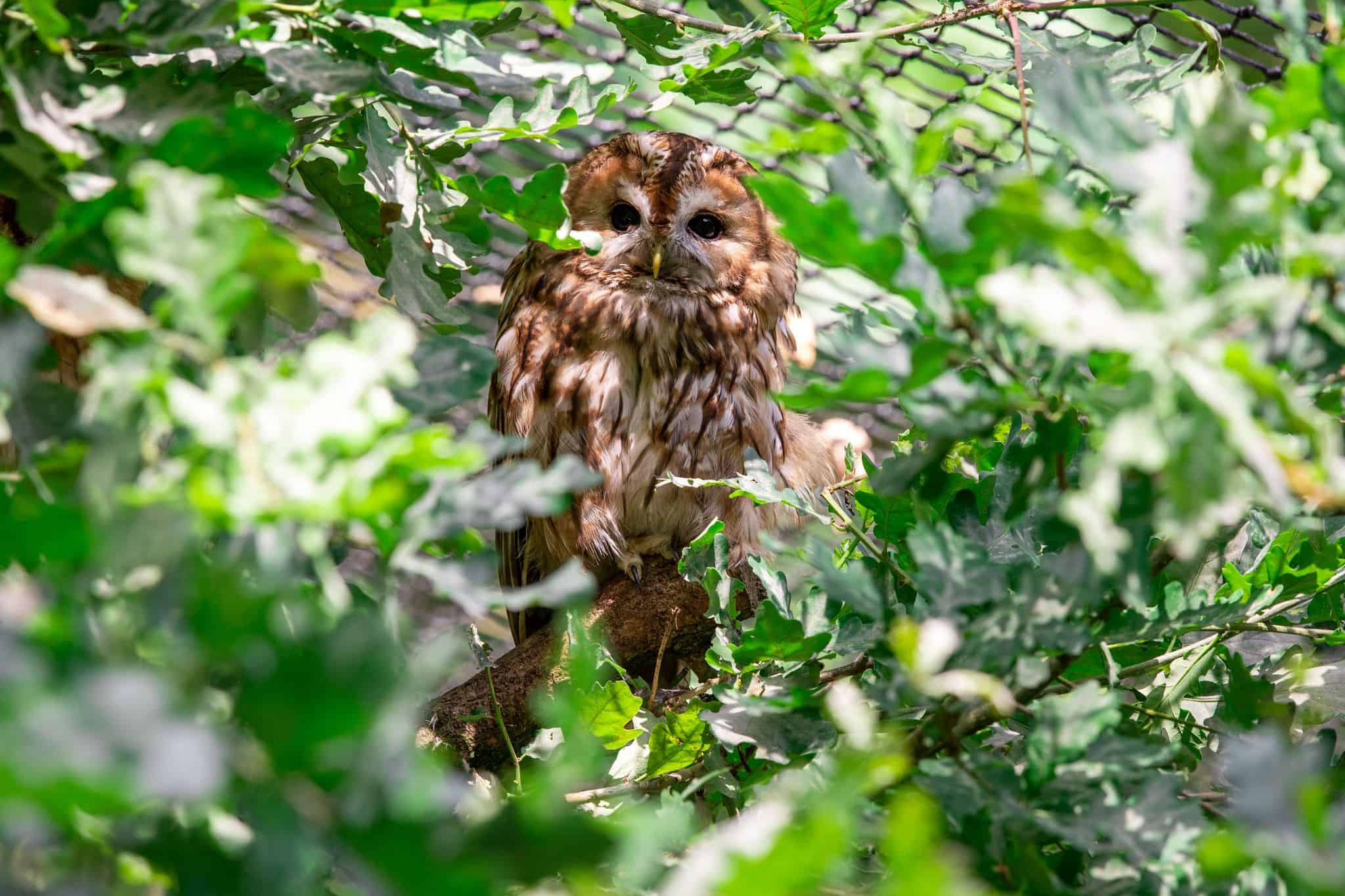 Feuerwehr befreit Waldkauz aus Kamin