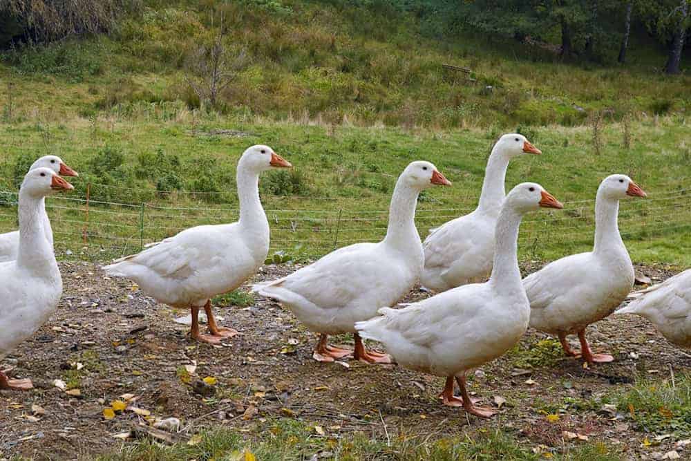 Die Saison der Martinsgans ist eröffnet