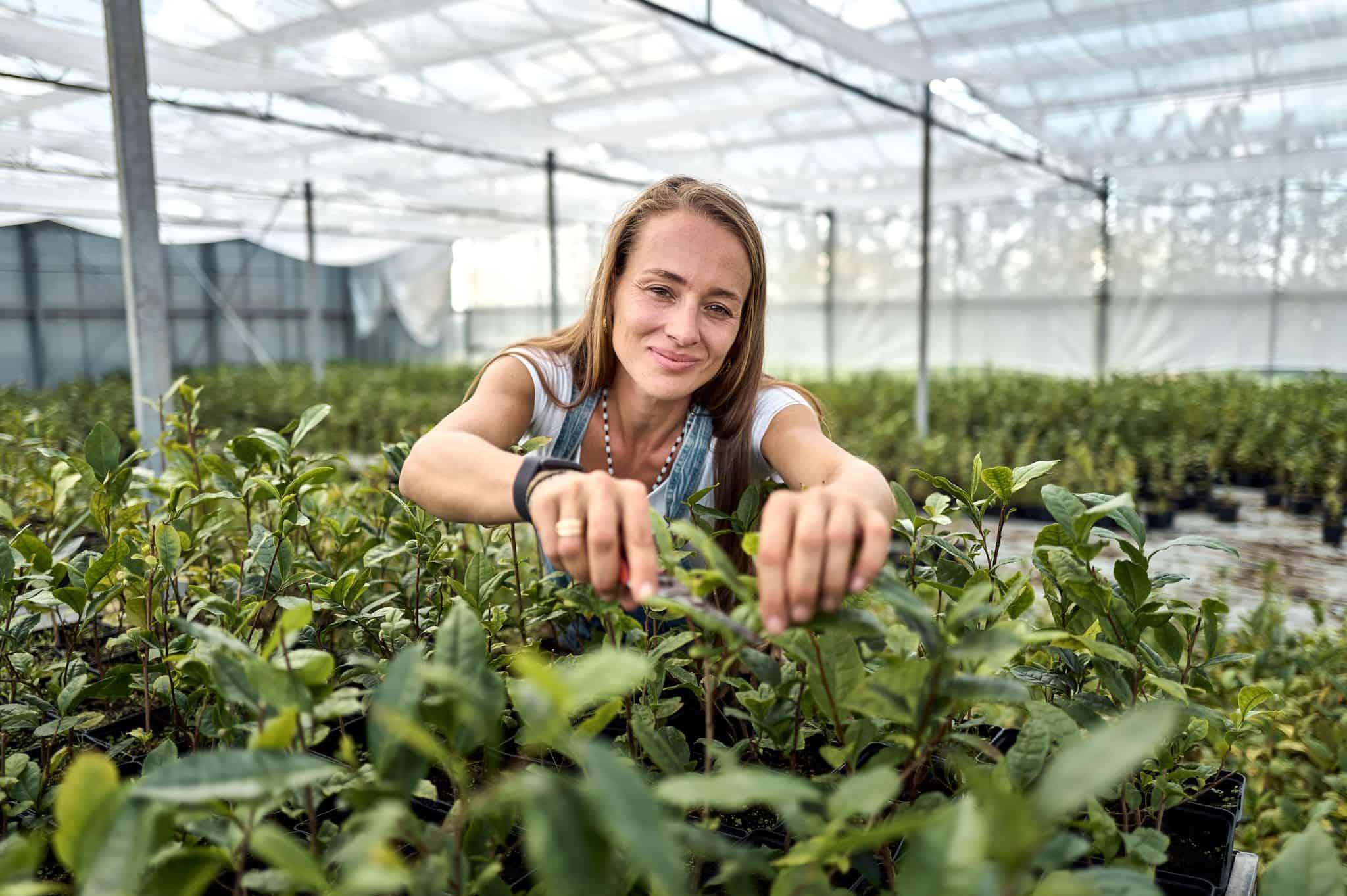 Der Matcha-Boom: Vorreiterin setzt auf deutschen Teeanbau