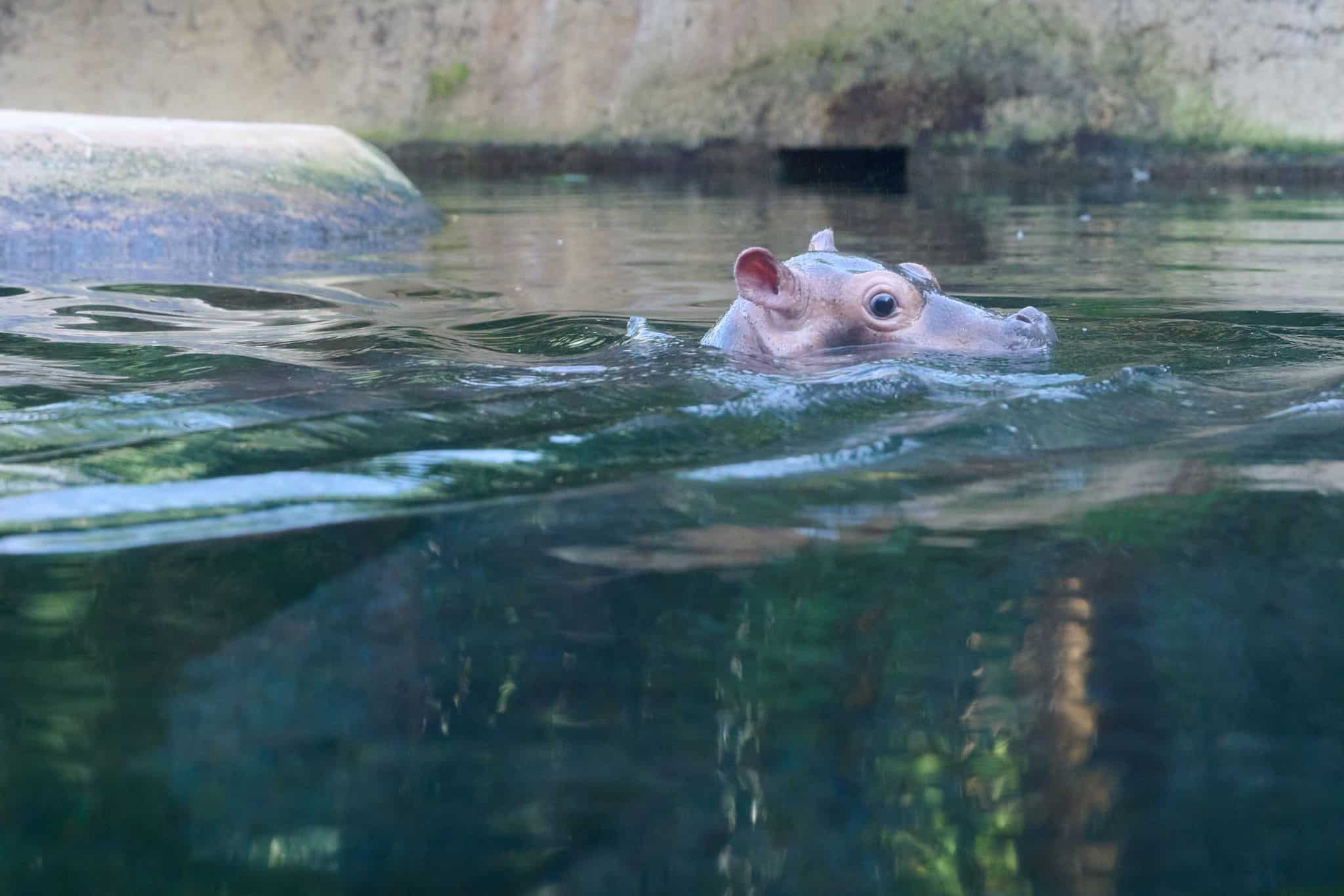 Junges Hippo soll Willi Wackelöhrchen heißen