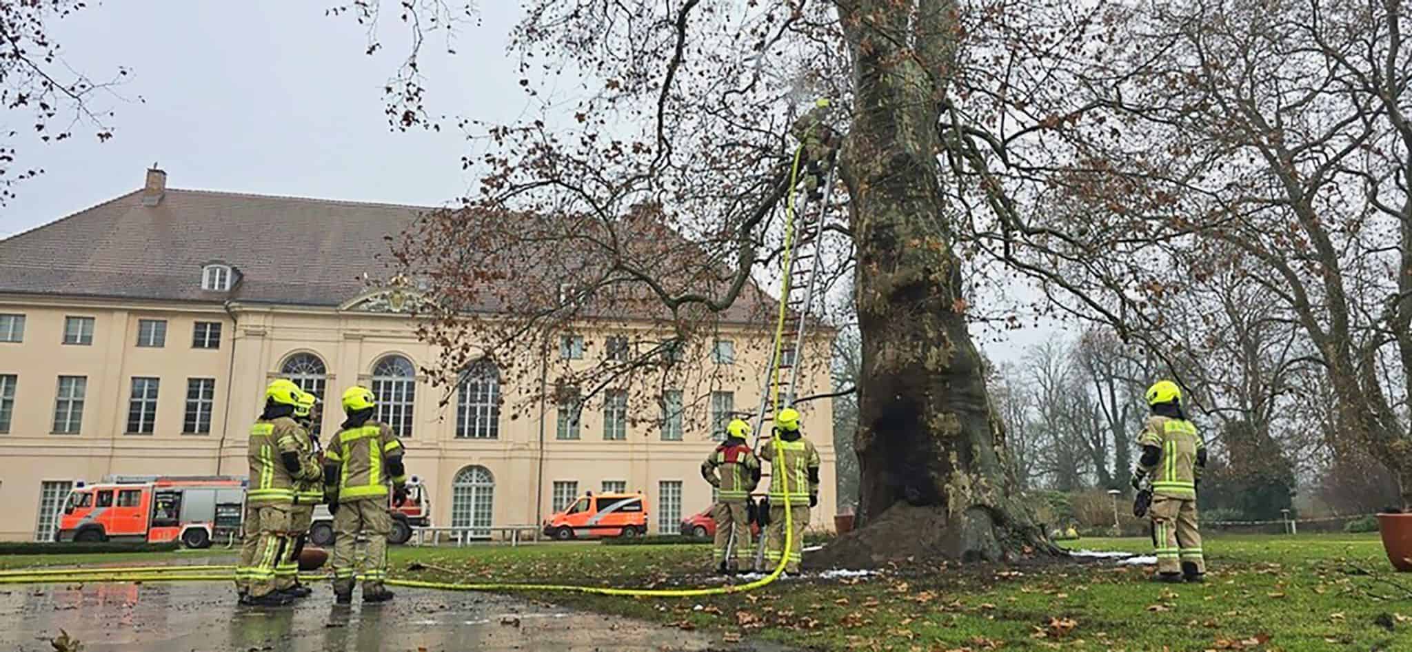Polizei ermittelt nach Brand an historischem Baum