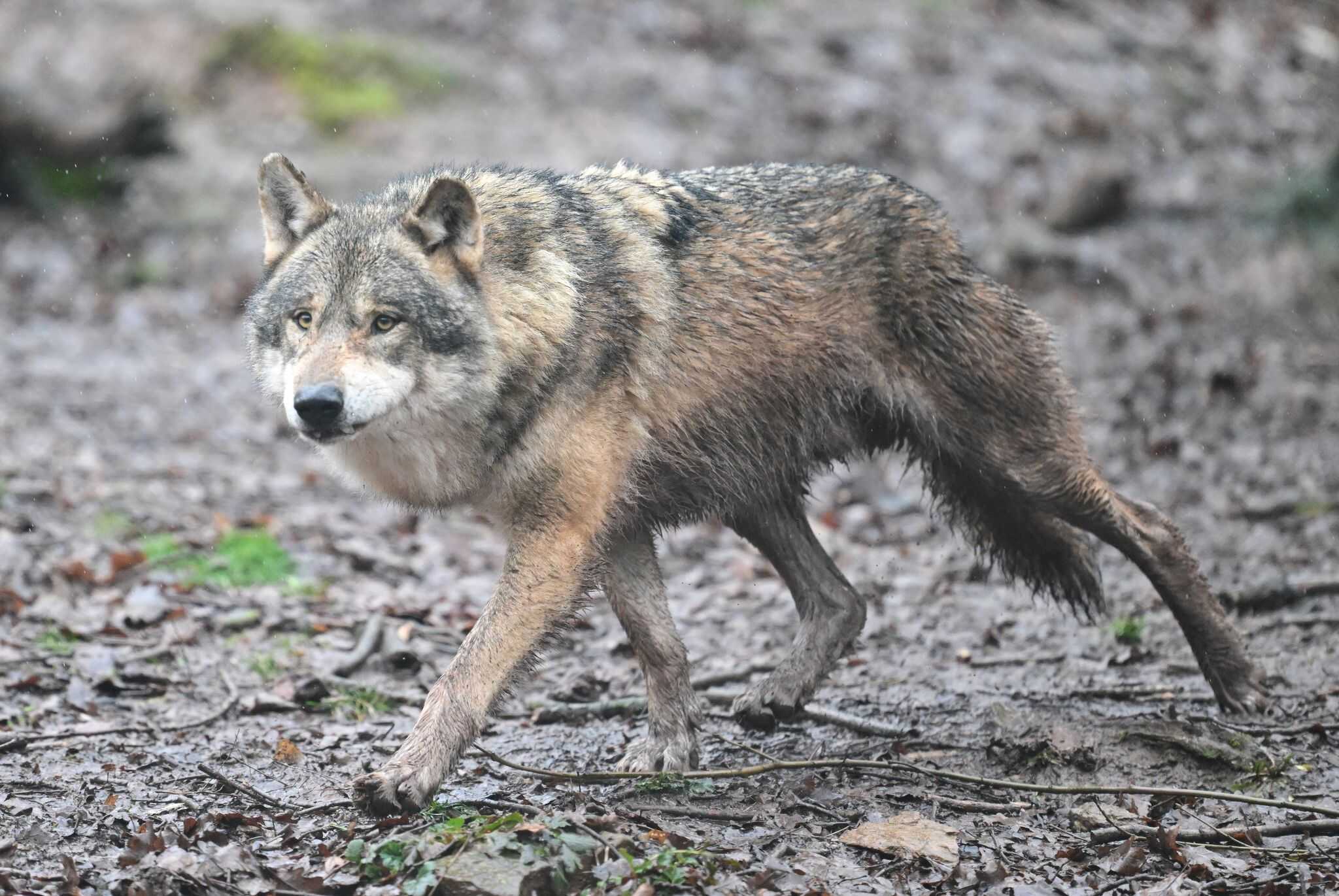 Essensreste locken Wölfe an - Wirkt Vertreibung der Tiere?