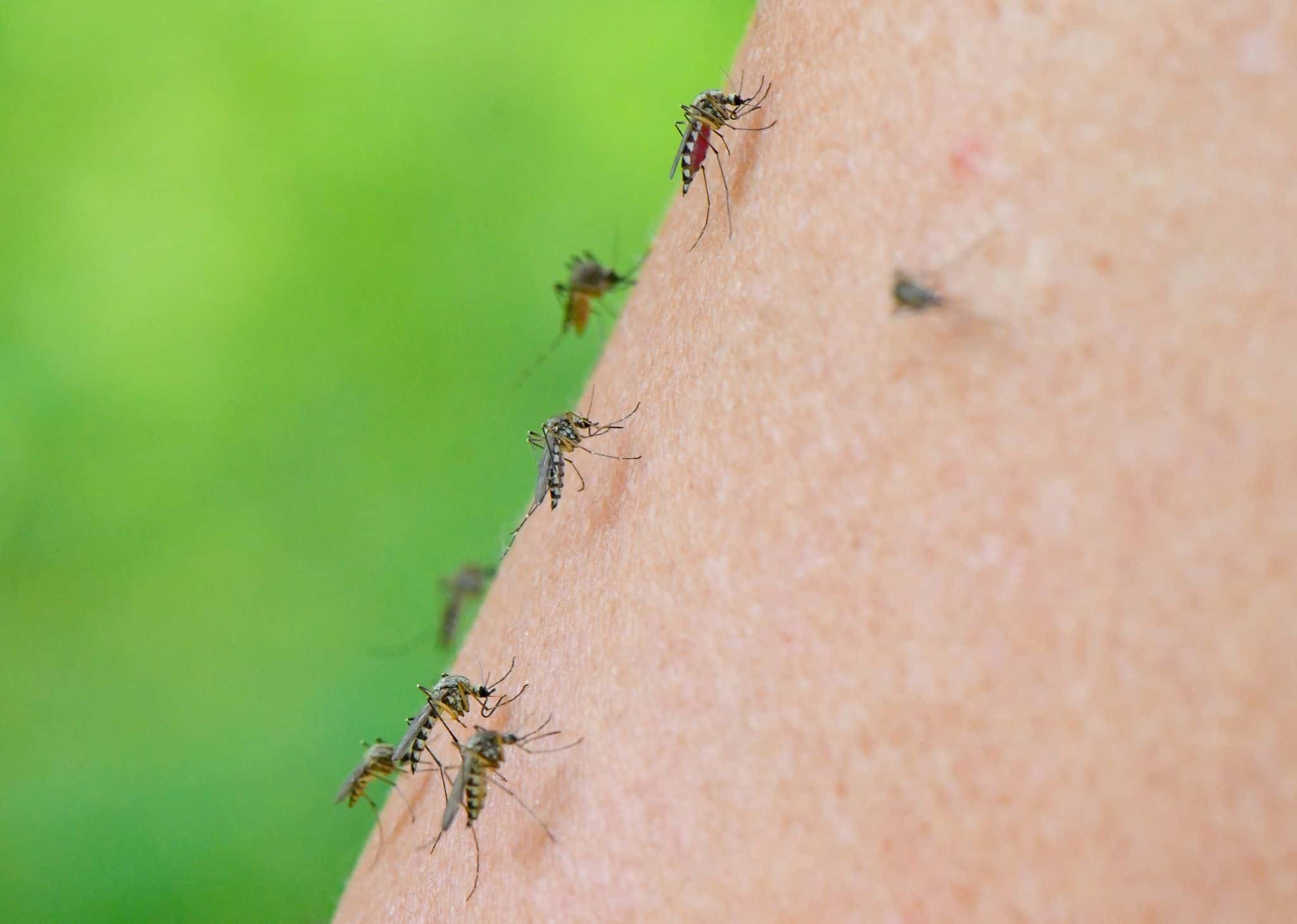 Charité-Studie: West-Nil-Virus ist in Berlin fest etabliert