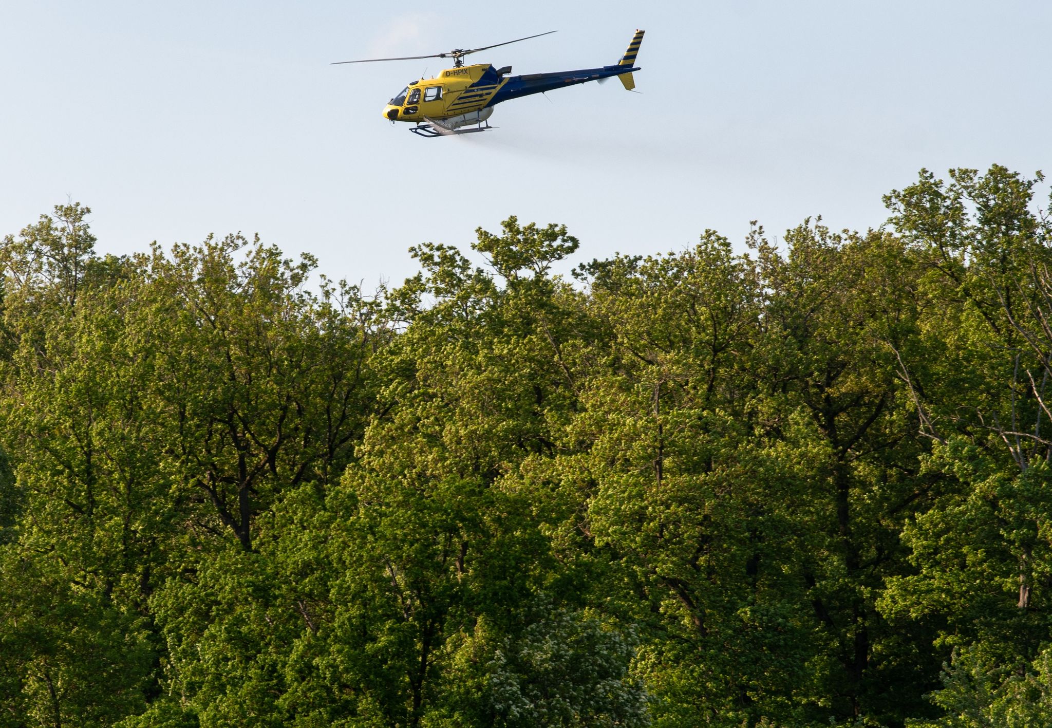 Hubschraubereinsatz gegen Eichenprozessionsspinner im Norden