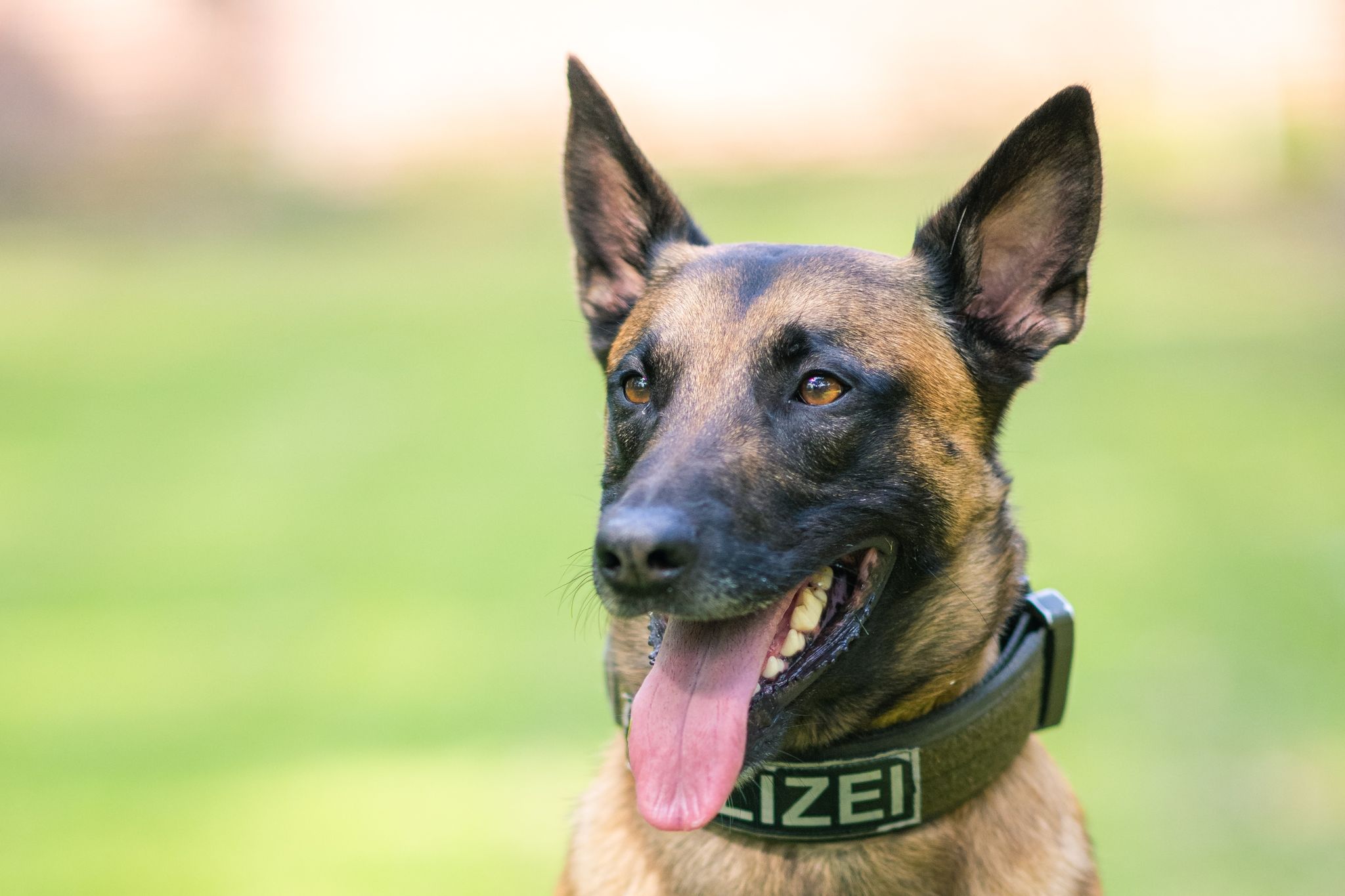 Polizeihunde trainieren auf der Festung Königstein