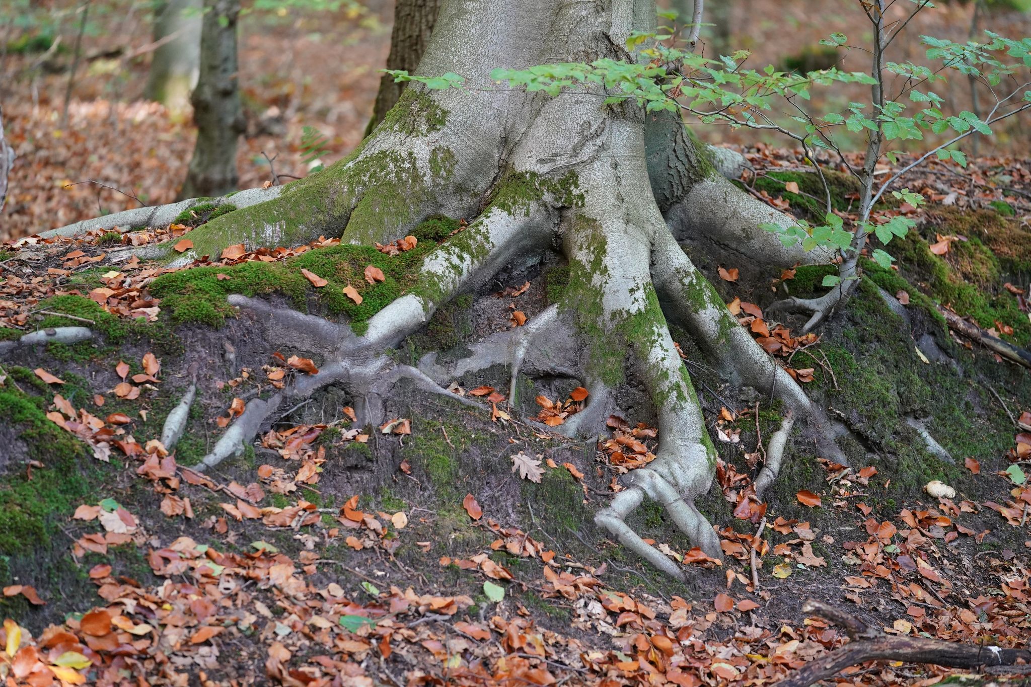 470 Jahre alte Buche im tschechischen Erzgebirge entdeckt