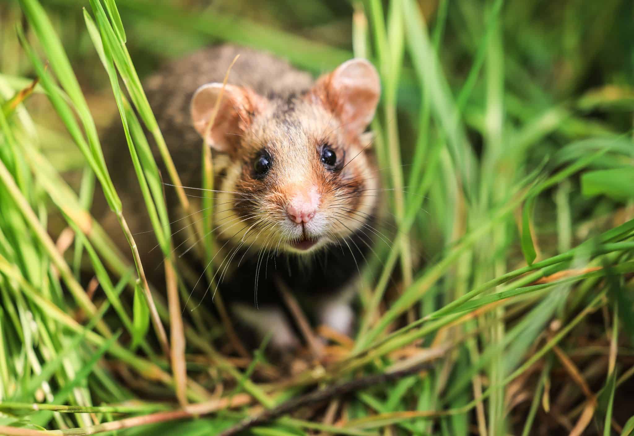 Zoo Leipzig setzt erstmals Feldhamster in freier Wildbahn aus